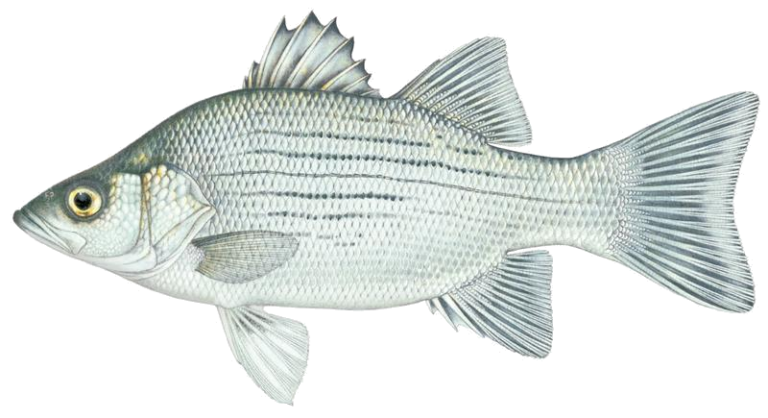 Cours de bar n°5 Le Morone chrysops - Pêche Tonton