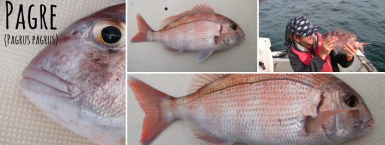 Notre ami ...le Pagre - Pêche Tonton